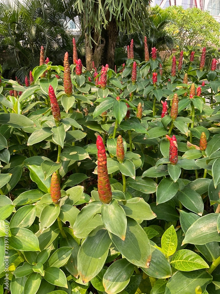 Beautiful red flowered costus spicatus or spiked spiralflag ginger or ...