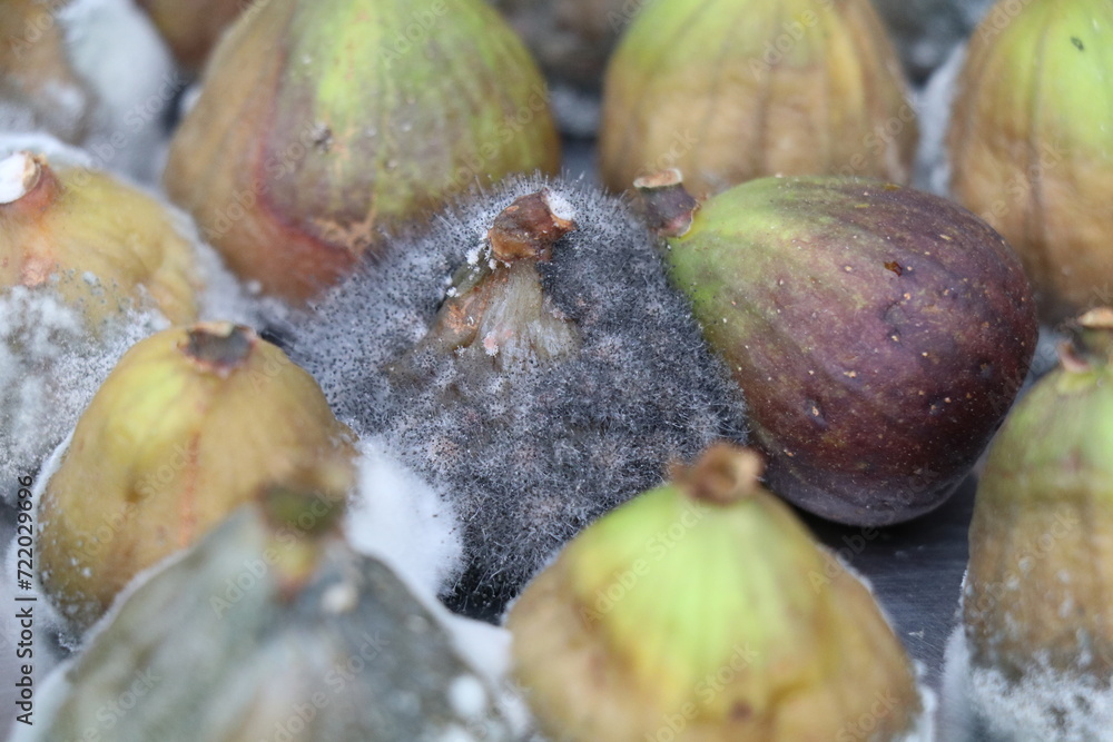 rotten figs with different stages of mold Stock Photo | Adobe Stock