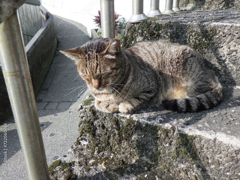 TAIPEI, TAIWAN - January 2, 2024 :Scenery of "Houtong Cat Village", a ...