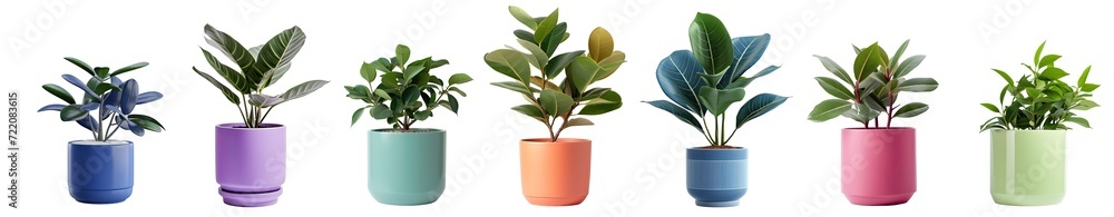 collection of indoor houseplant (rubber plant, Peace Lily , Pothos ...