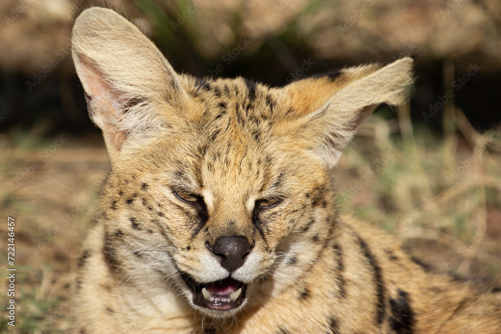 African serval smiling in Moholoholo Animal Rehabilitation Centre. The ...