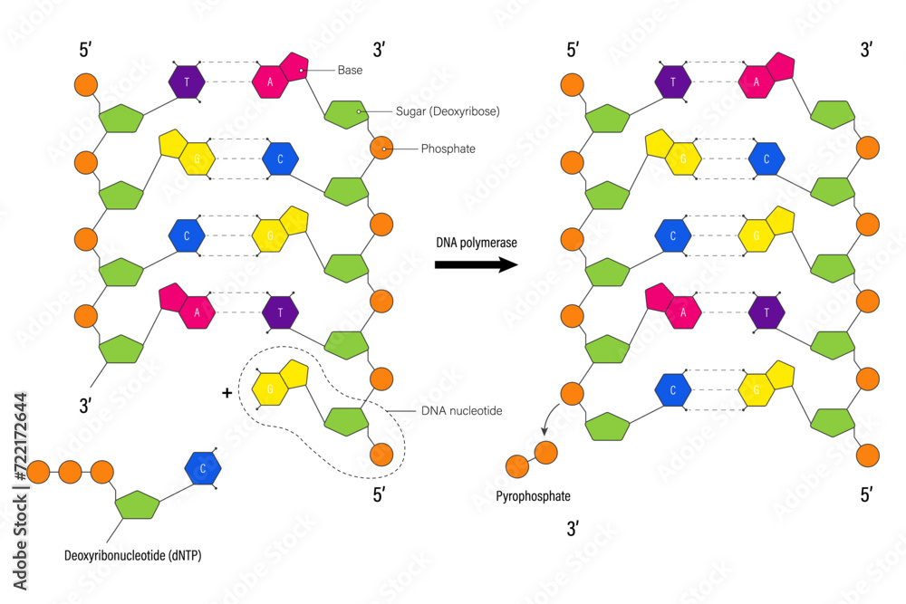 Plakat DNA structure. DNA nucleotide. Deoxyribonucleic acids. Nitrogenous base (Thymine, Adenine ...