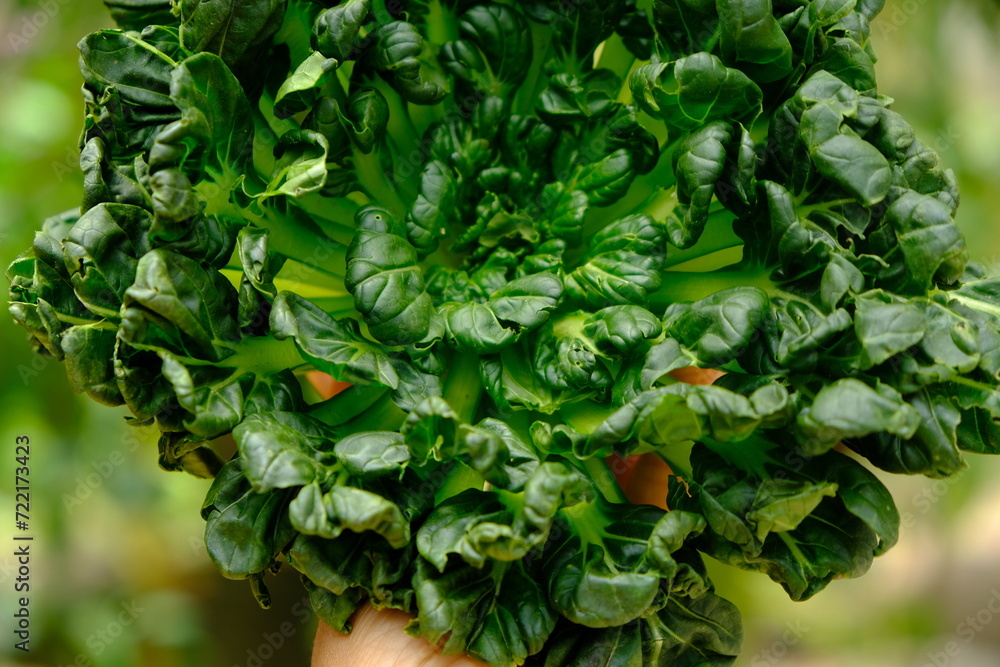 Sawi Pagoda. Tatsoi is an Asian variety of Brassica rapa grown for ...