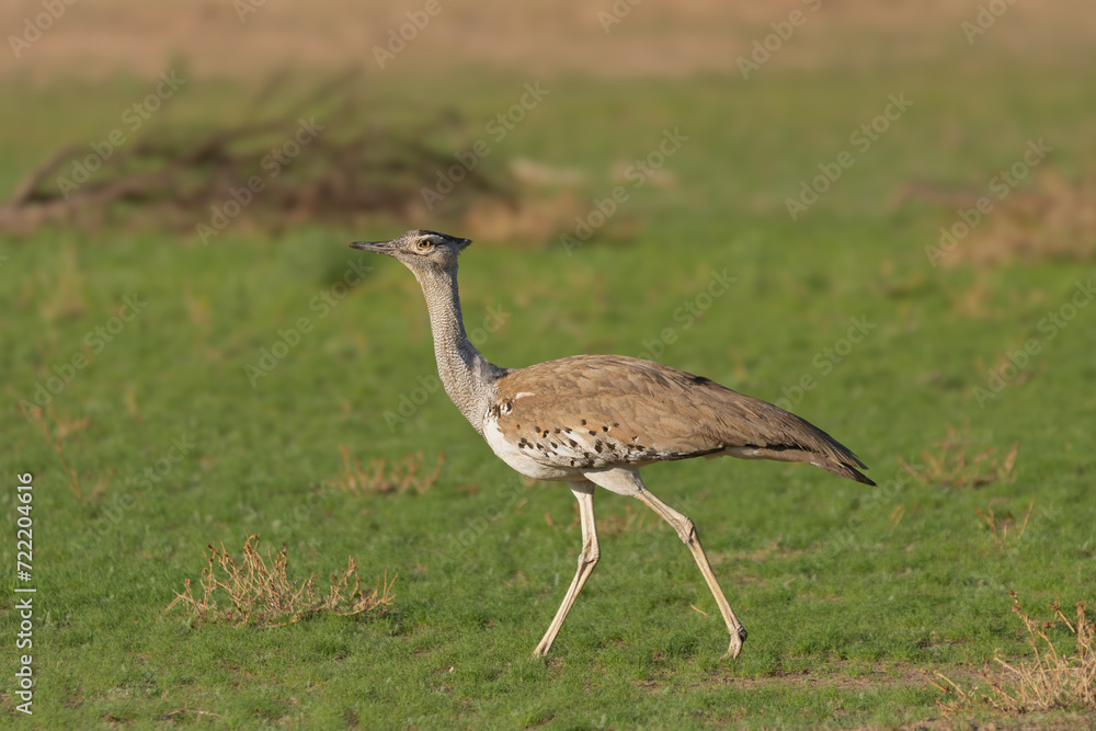 Kori bustard - Ardeotis kori walking on green grass, green background ...