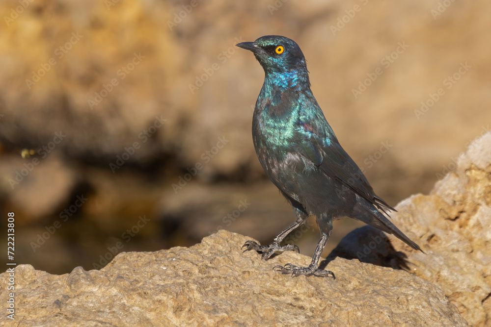 Cape starling, red-shouldered glossy-starling, Cape glossy starling ...