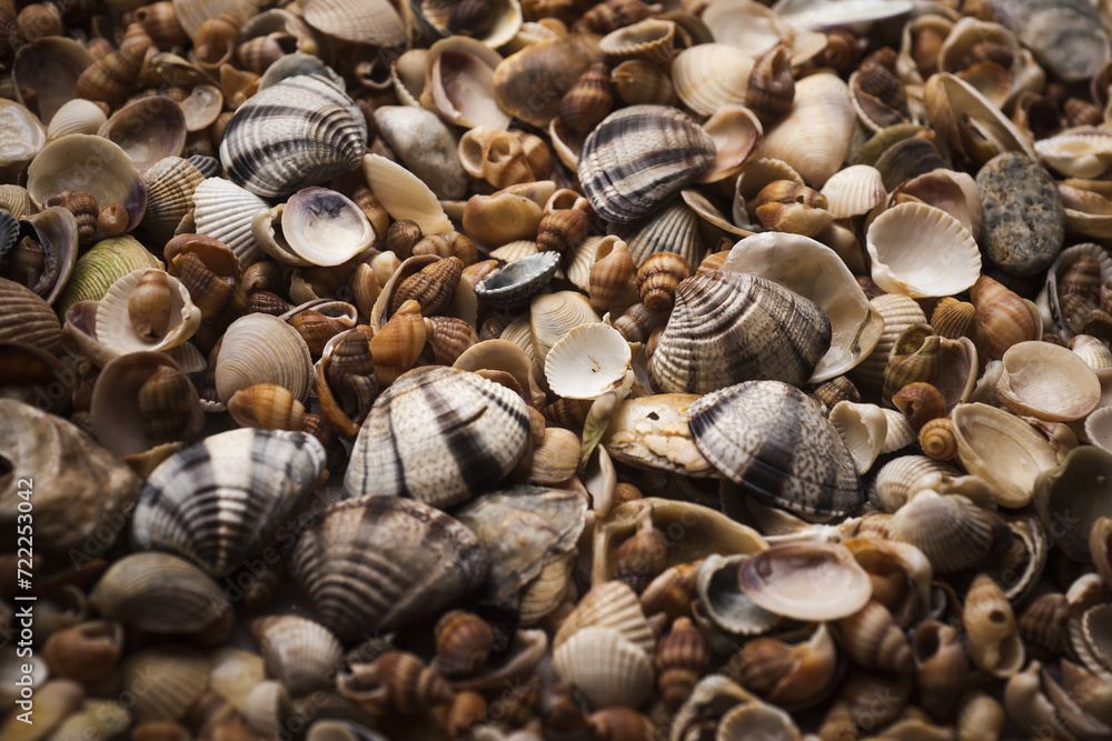 Sea shells pattern. Seashell background. Colorful sea shell as ...