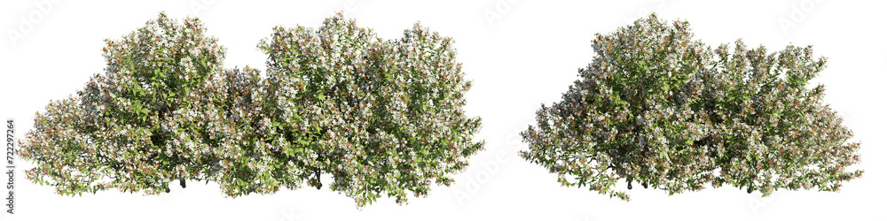 set of colorful flowering shrubs, cutout 3D rendering image with ...