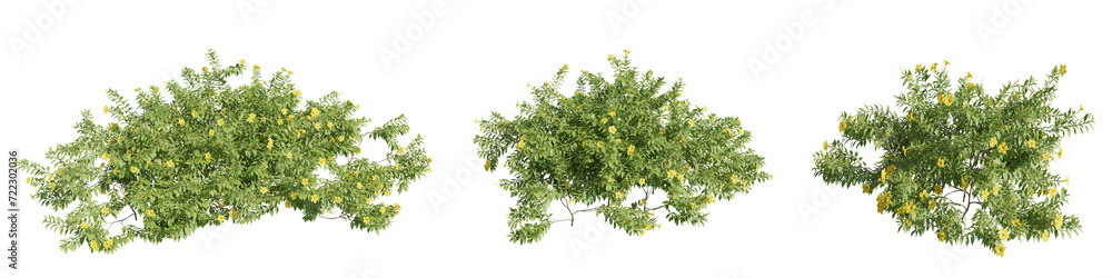 set of colorful flowering shrubs, cutout 3D rendering image with ...