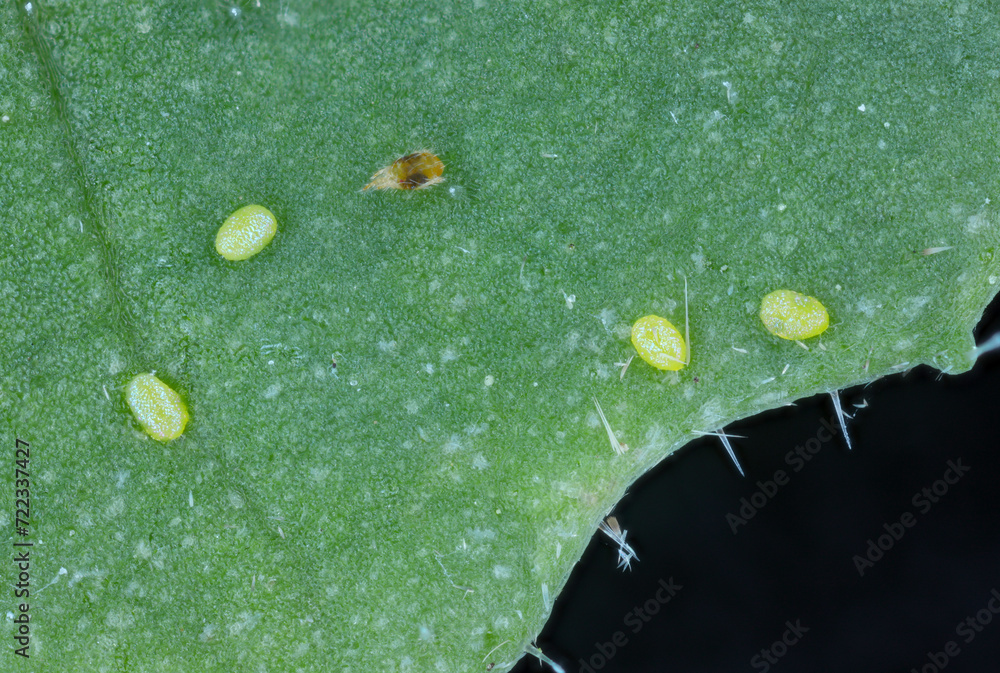 Eggs of the diamondback moth (Plutella xylostella), sometimes called ...