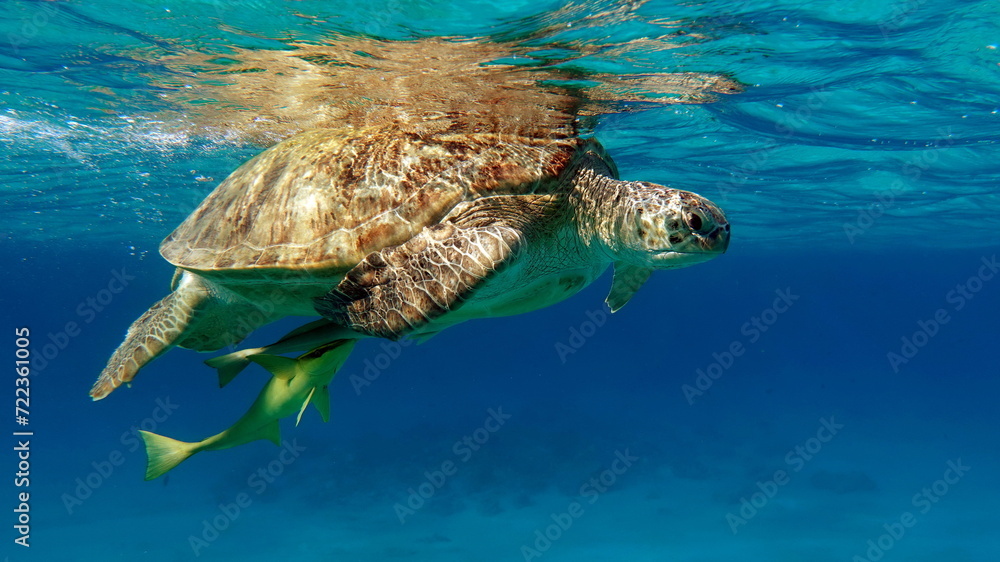 Green turtles are the largest of all sea turtles. A typical adult is 3 ...