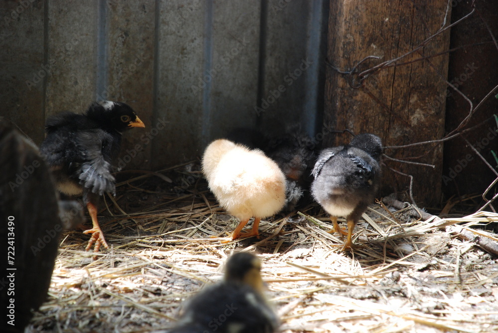 Little chicks in the chicken coop. Chicks born a couple of weeks ago ...