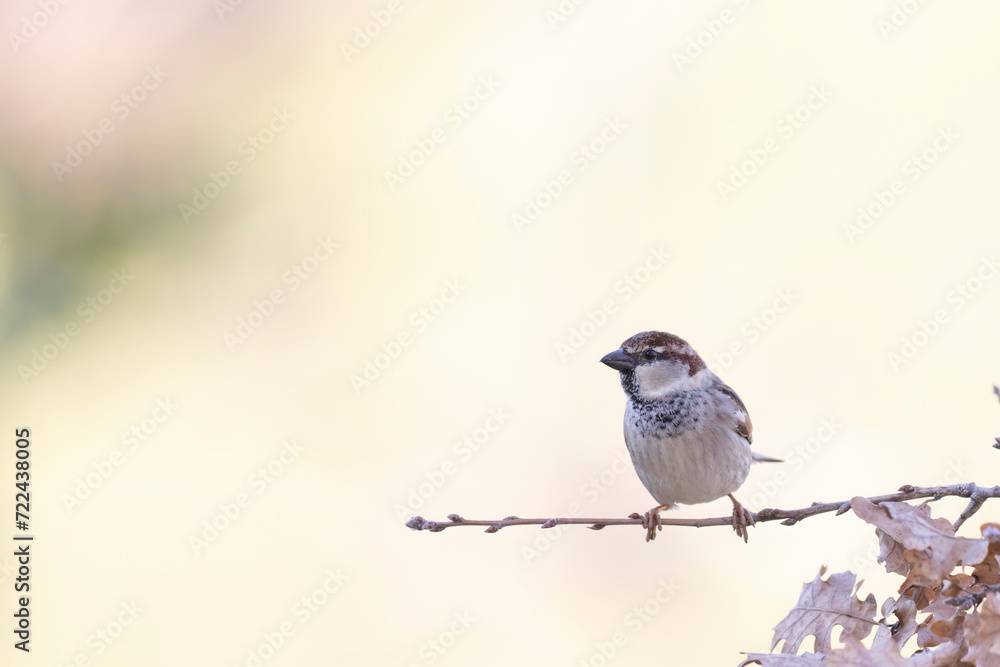 The Italian sparrow (Passer italiae), also known as the cisalpine ...
