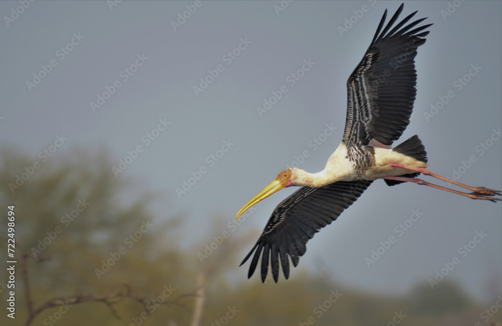 Indian Painted stork or Mycteria Leucocephala in flight in Keoladeo ...