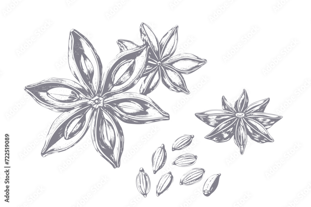 Star anise pods hand drawn illustration or botanical sketch, vector ink ...