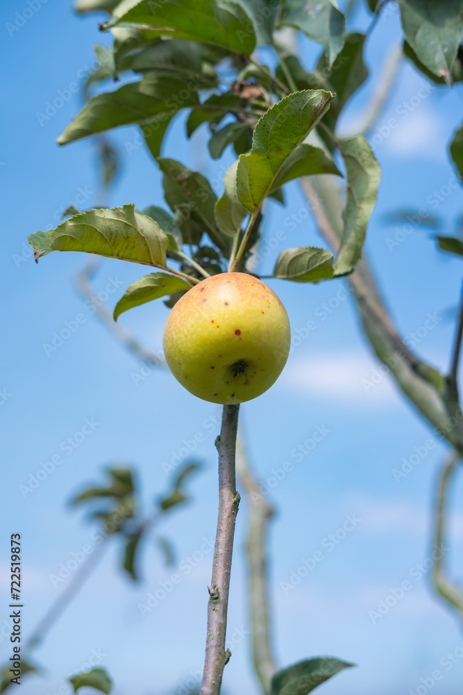 Close up view of green apple on a tree. This variety comes from Batu ...