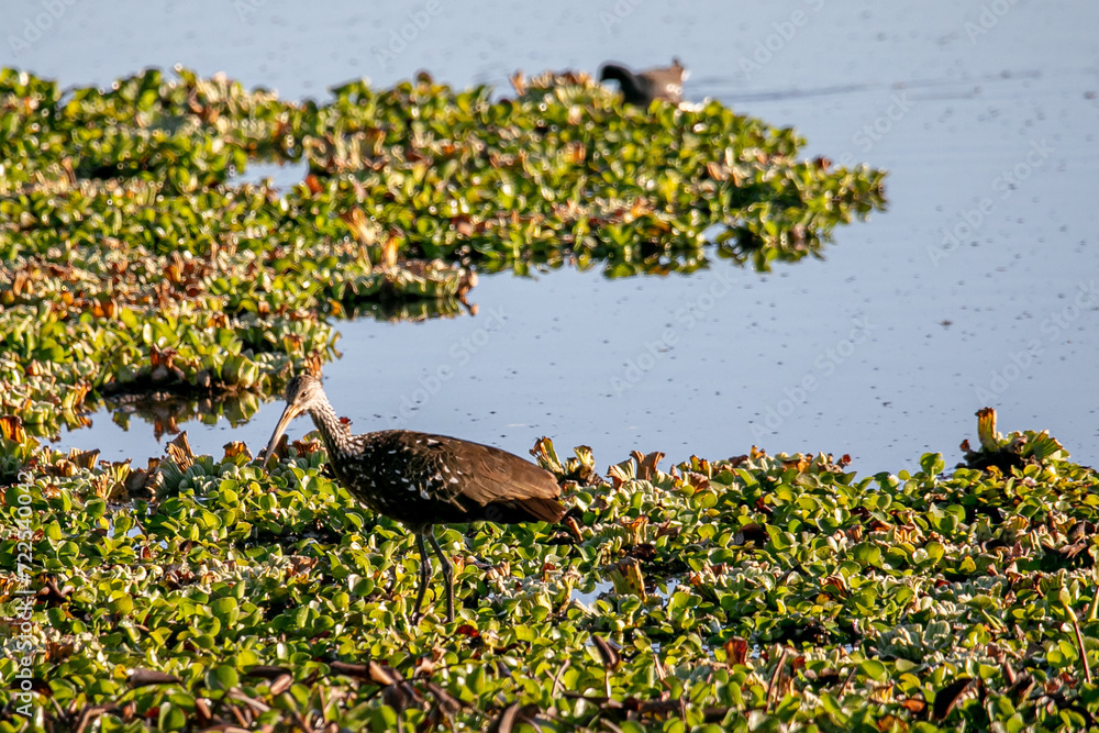 El carrao, caraú o guariao o karãu en guaraní es una especie de ave ...
