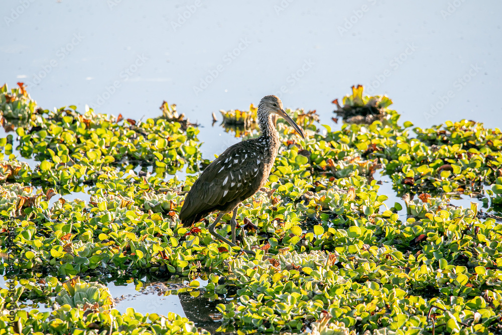 El carrao, caraú o guariao o karãu en guaraní es una especie de ave ...