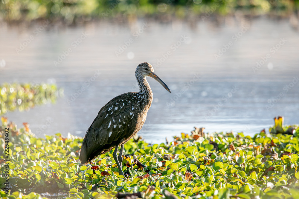 El carrao, caraú o guariao o karãu en guaraní es una especie de ave ...