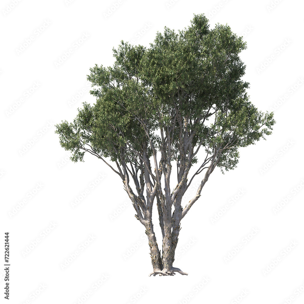 Melaleuca quinquenervia, broad-leaved paperbark, paper bark tea tree ...