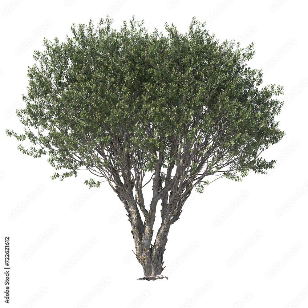 Melaleuca quinquenervia, broad-leaved paperbark, paper bark tea tree ...