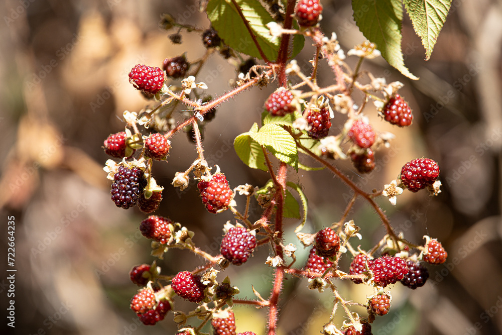 El género Rubus agrupa a especies de plantas de la familia de las ...