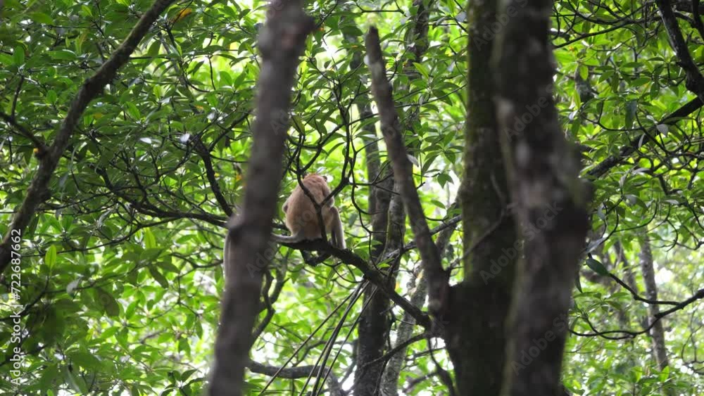 Vidéo Stock proboscis monkey (Nasalis larvatus) is sitting on a tree ...
