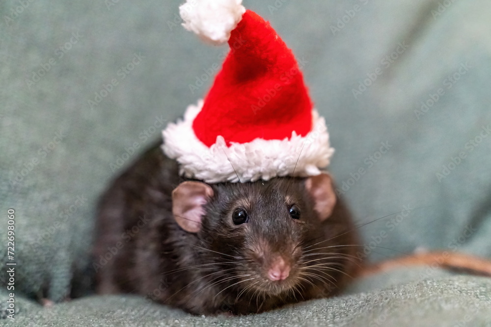 Rat Santa hat. Symbol of the Chinese New Year. Funny black rat Dumbo in ...