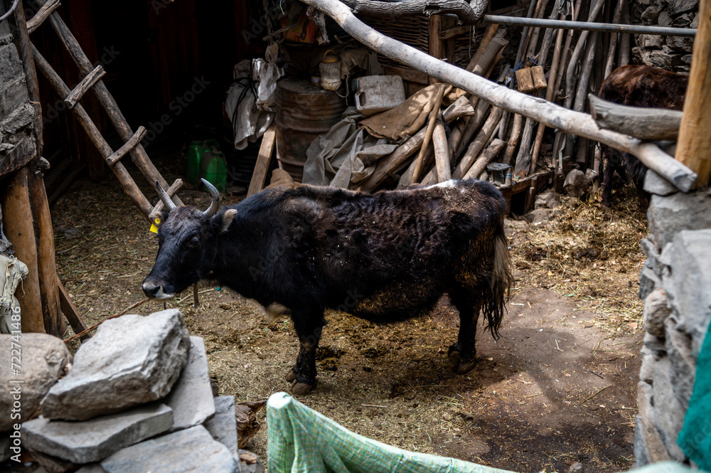 Yaks tied in a village house. Cattle in Village house. View from the ...