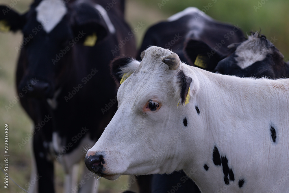 Holstein cow close up. Cows on a meadow during sunny day. Black and ...