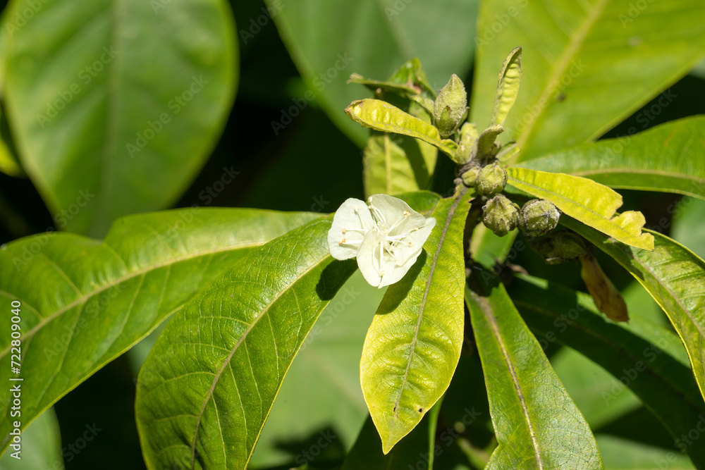 Flower of a midgen berry tree (austromyrtus dulcis), an Australian ...