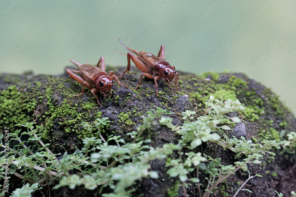 Two field crickets are foraging on a moss-covered ground. This insect ...