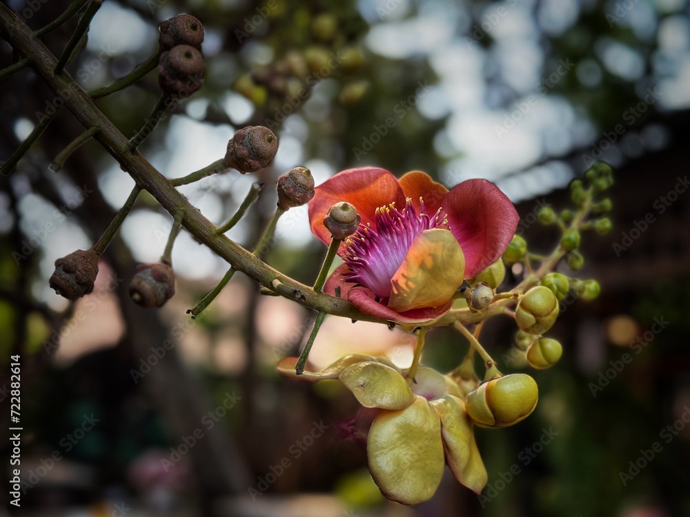 Shorea robusta, Sal tree, Red shala tree is revered by buddhist, the ...