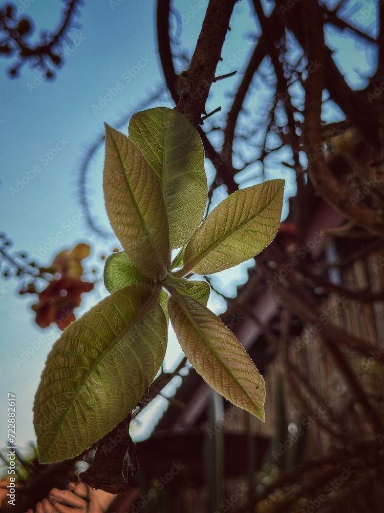 the Young leaves of the Sala tree, Shorea robusta, Sala tree, and blue ...