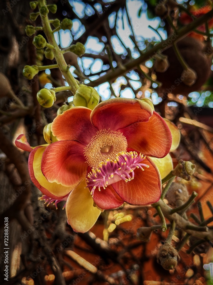 Shorea robusta, Sal tree, Red shala tree is revered by buddhist, the ...