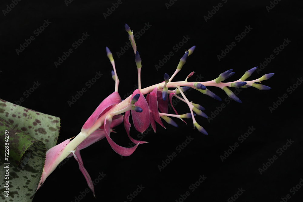 Beautiful bromeliad plant Quesnelia marmorata Tim plowman flower Stock ...