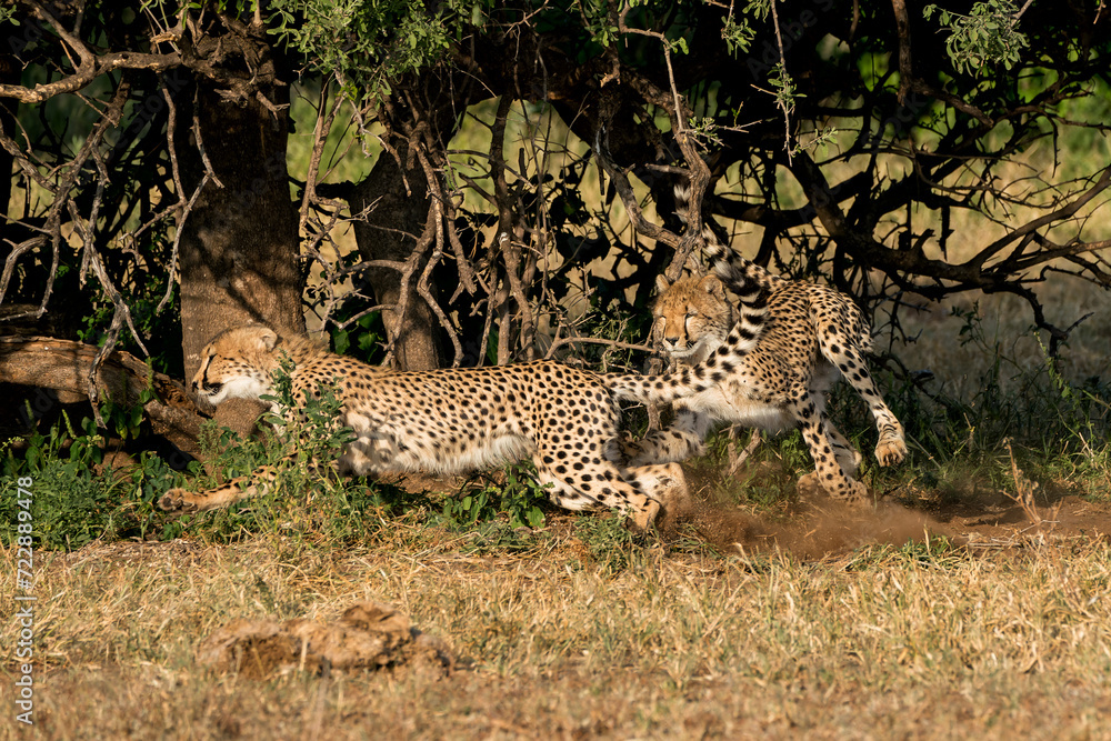 Cheetah (Acinonyx jubatus) sub adult walking, climbing and playing in ...