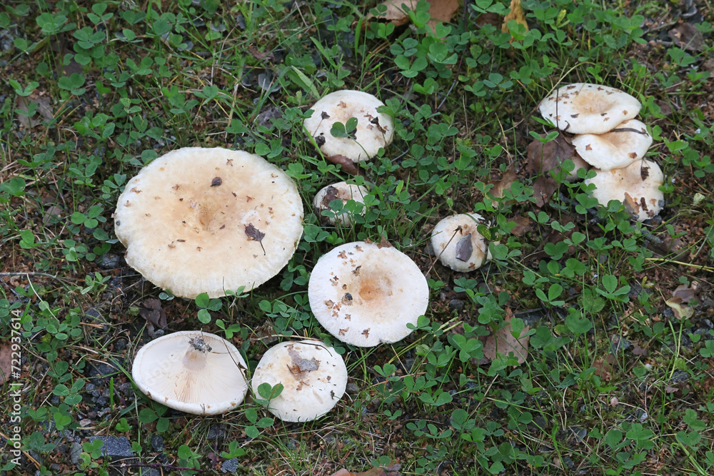 Lactarius pubescens, also called Lactarius torminosus var. pubescens ...