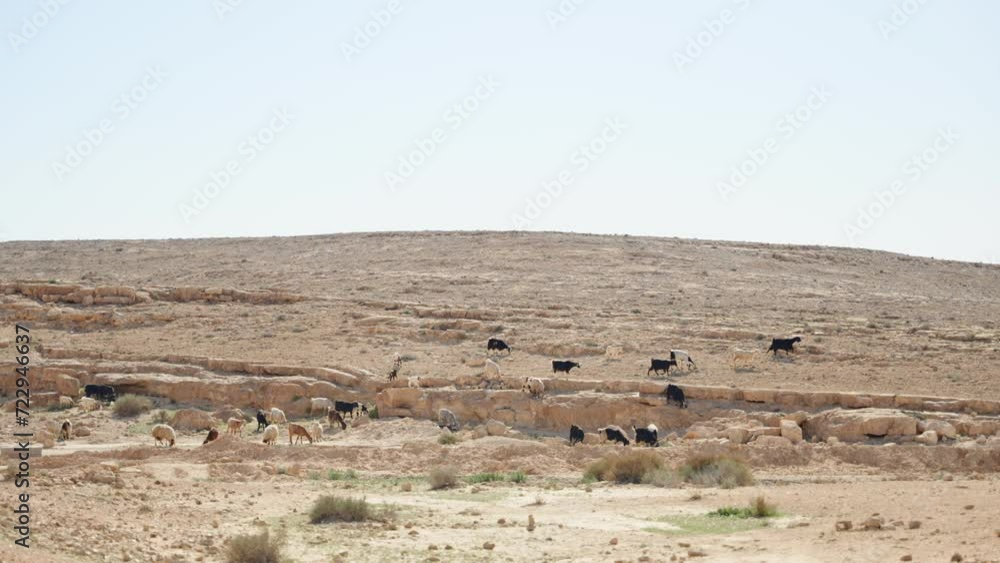 Sheep and goats walk and feed off desert plants in Israeli desert dry ...