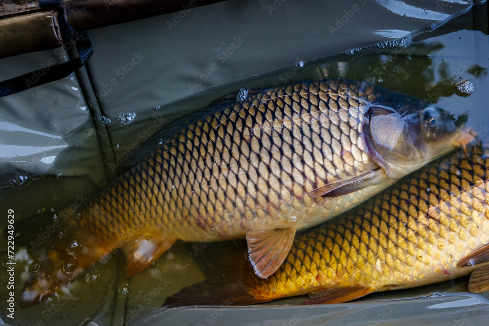 Carpfishing session at the Lake.Carp Angling.Live carp in a swing ...