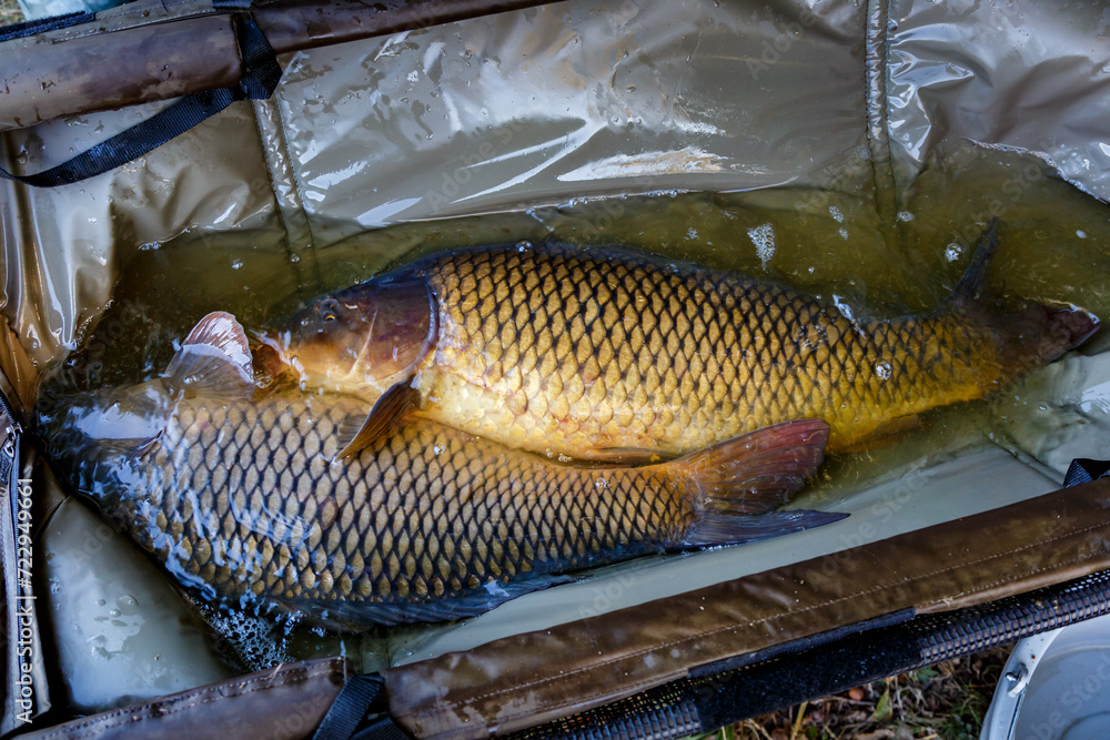 Carpfishing session at the Lake.Carp Angling.Live carp in a swing ...