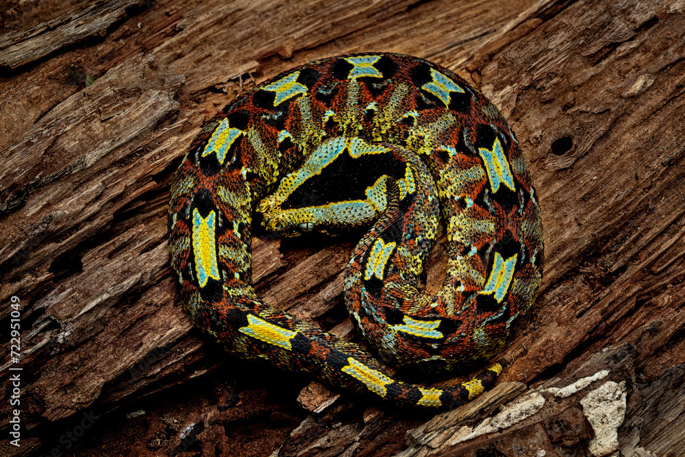 Rhinoceros Viper (Bitis nasicornis), also called River Jack, brightly ...