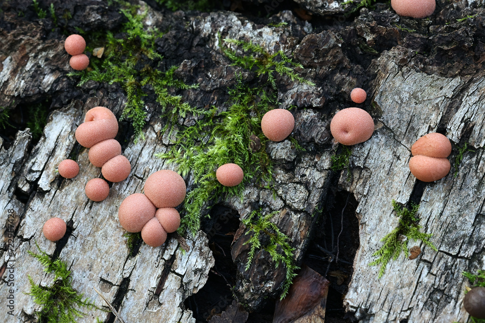 Wolf's milk, Lycogala epidendrum, commonly known as groening's slime ...