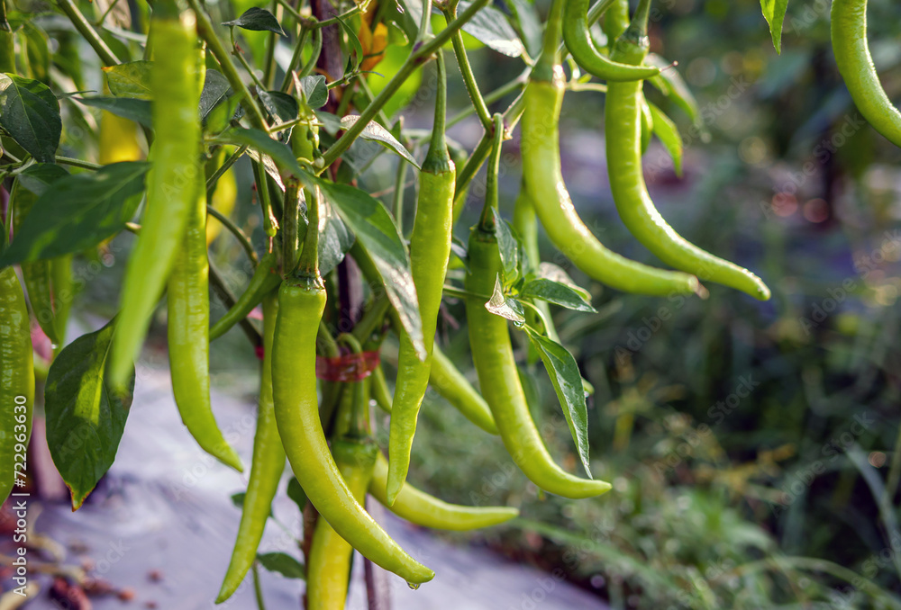 Green chilli in the garden, organic green chilli growing on chilli tree ...