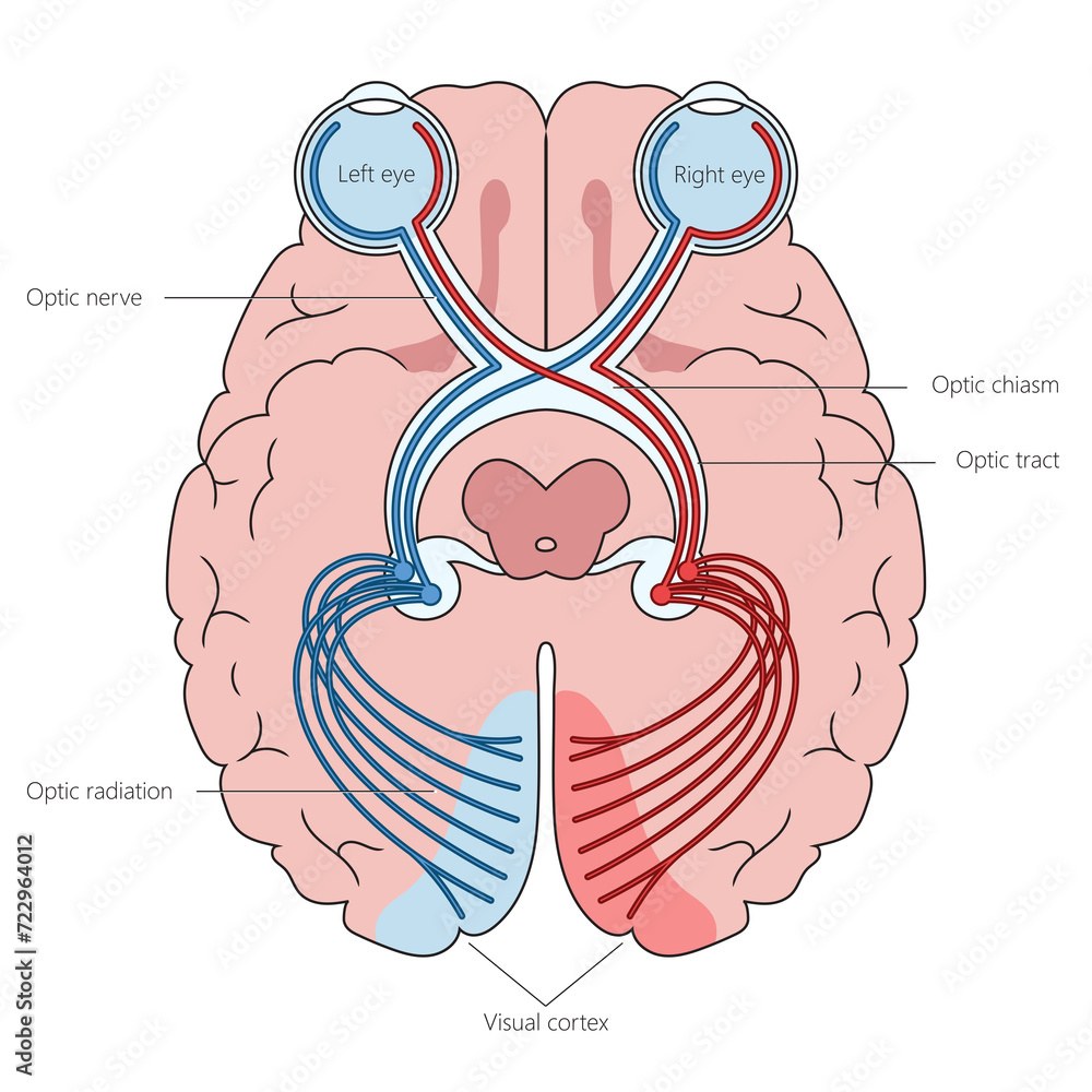 Plakát Human optic nerves in brain structure diagram hand drawn schematic raster illustration ...