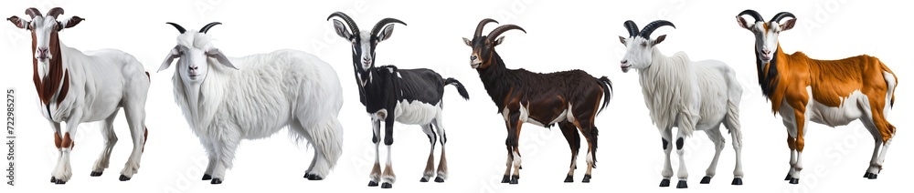 Different type of goats breeds standing set collection isolated on ...