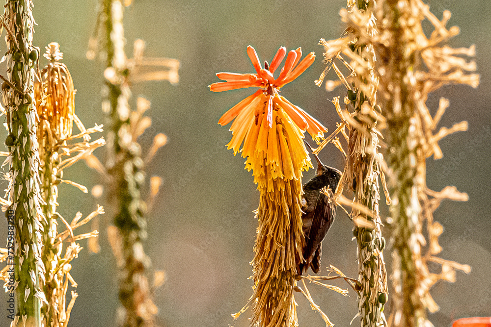 El colibrí de Ana es una especie de ave de la familia de los colibrís ...