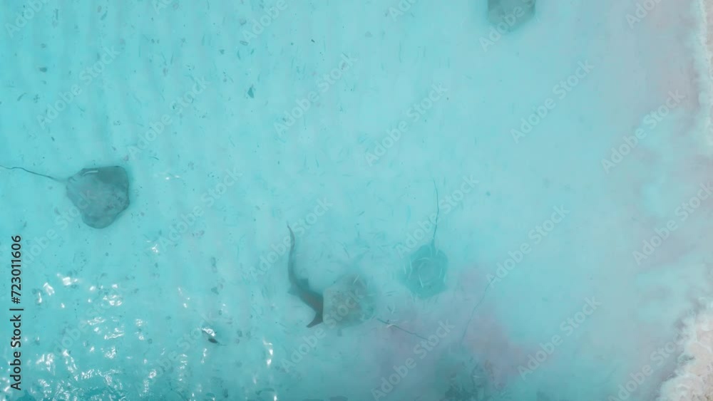 Stingrays and nurse shark eating on shallow water in Maldives. Sting ...