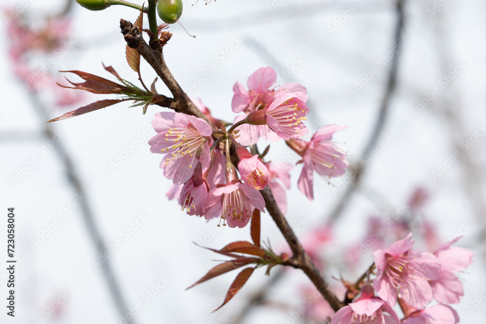 Beautiful Nang Phaya Sua Krong tree spring pink blossoms under pure ...
