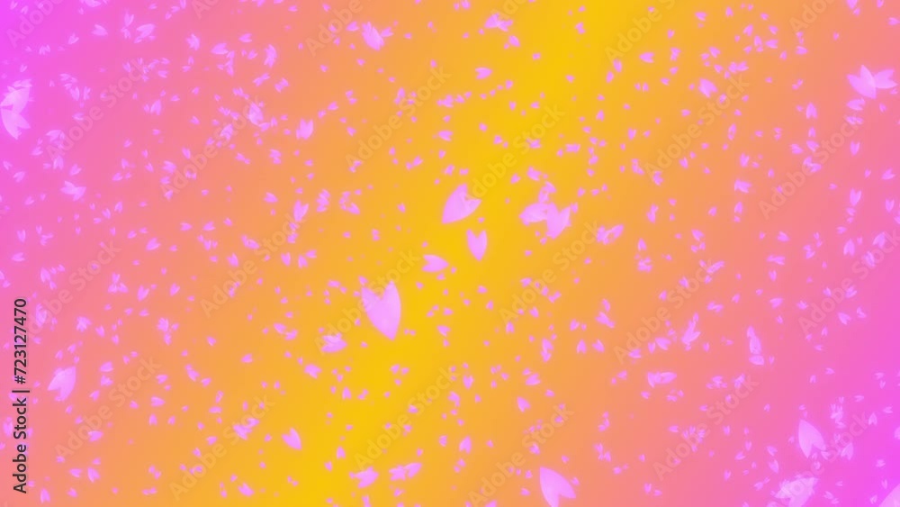 Pink cherry petals falling and flowing on the wind from pink and yellow ...