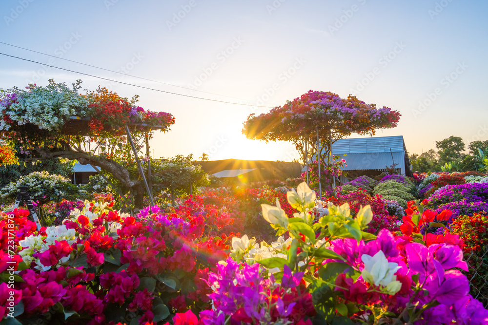 Drum village of bougainvillea blooms throughout Cho Lach flower garden ...